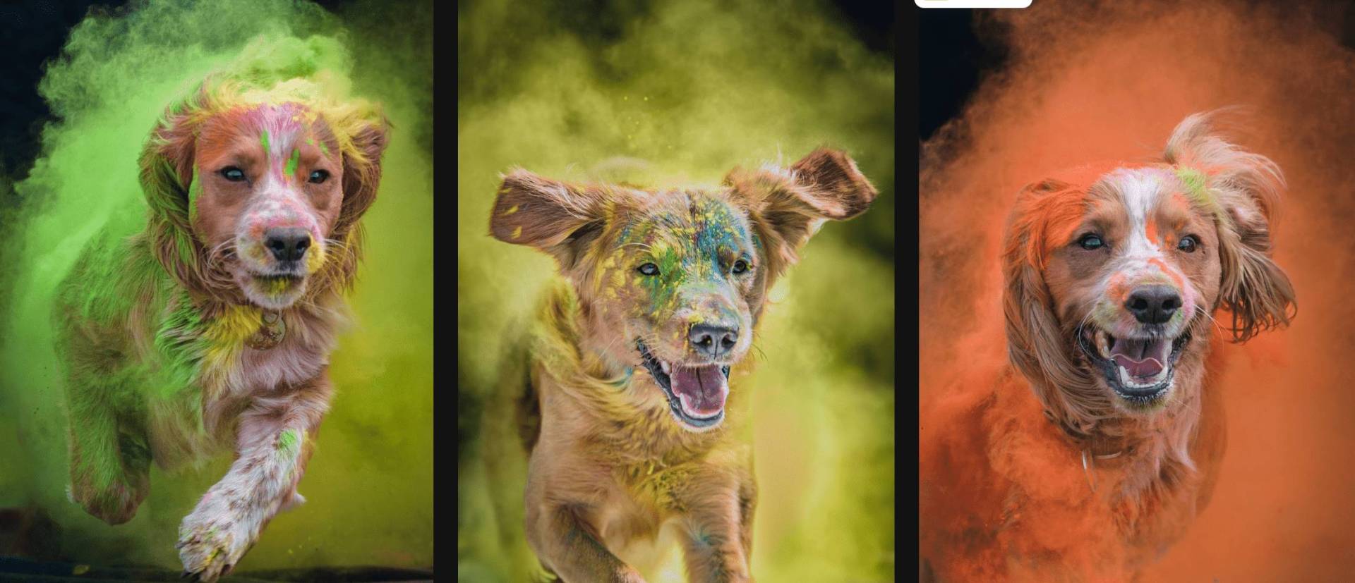 Everything You Need to Know About Pet Color Photoshoots | Festive Colours